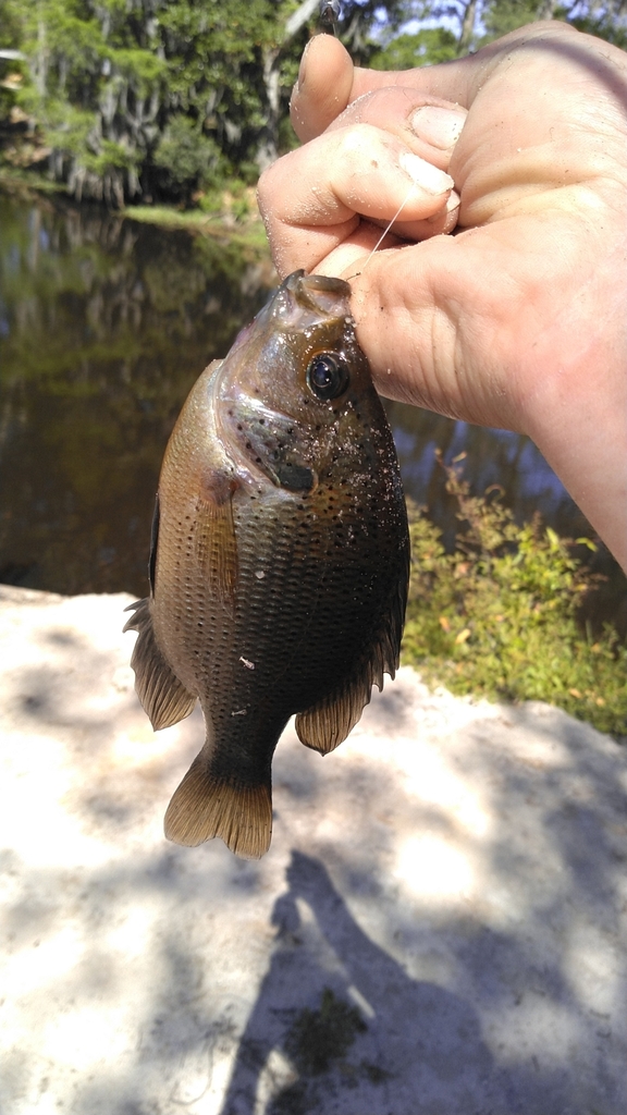Spotted Sunfish from Georgetown, SC 29440, USA on April 2, 2023 at 11: ...