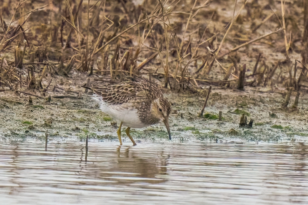 Pectoral Sandpiper in May 2023 by Enoch Cheuk. Adult bird non breeding ...