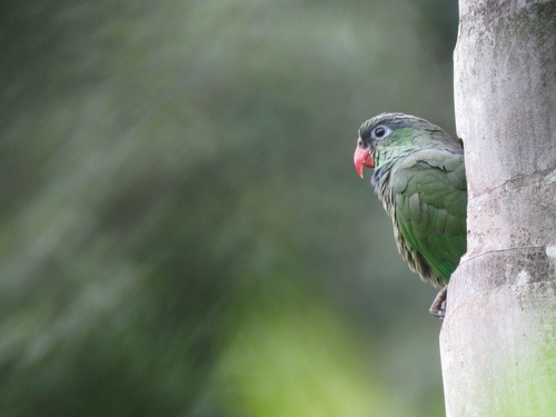 Coral Billed Pionus