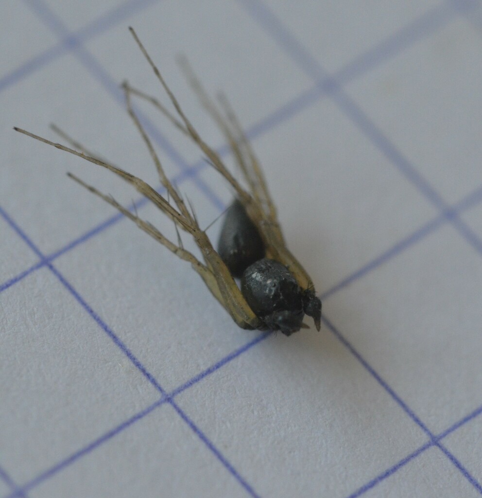 Running Crab Spiders from Province de Chefchaouen, Maroc on May 11 ...