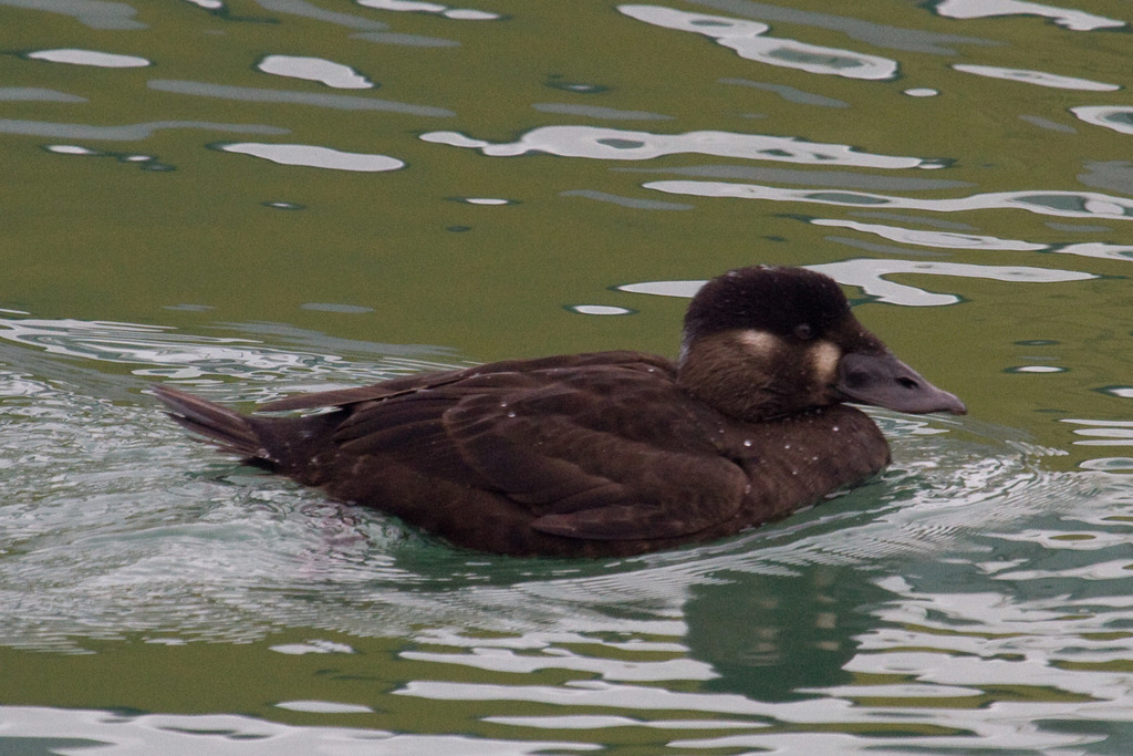 Surf Scoter (Birds of San Mateo County) · iNaturalist