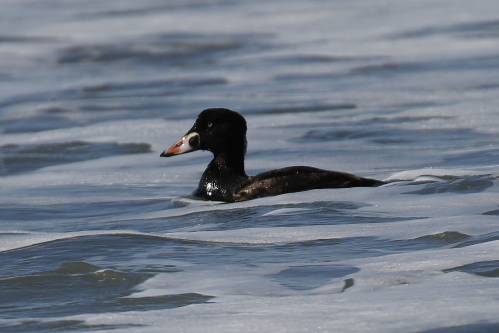 Surf Scoter (Birds of San Mateo County) · iNaturalist