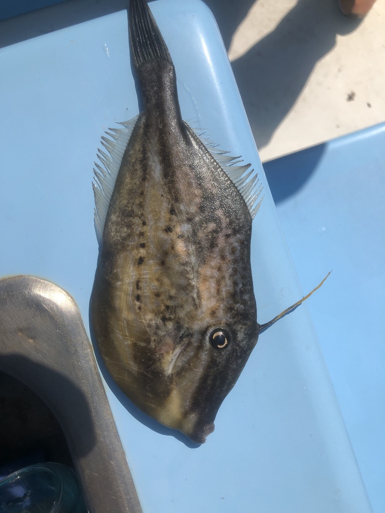 Orange Filefish from Sarasota Bay, Sarasota, FL, US on November 08 ...