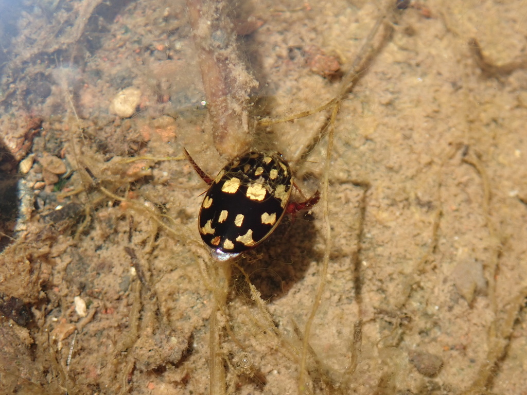 Sunburst Diving Beetle from Coconino National Forest, Rimrock, AZ, US ...