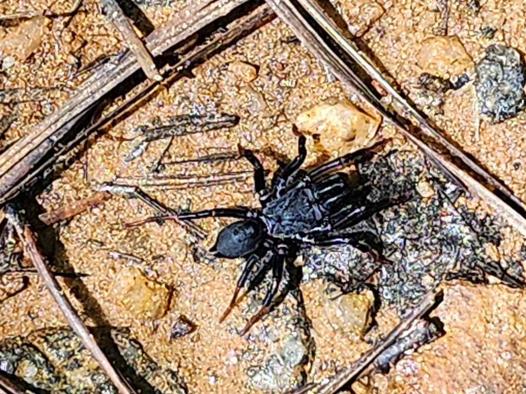 Atlantic Purseweb Spider from Wetumpka, AL 36092, USA on May 13, 2023 ...