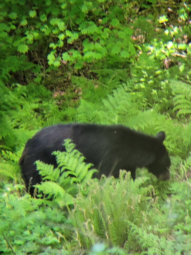 American Black Bear from Redmond, WA 98053, USA on May 12, 2023 at 03: ...