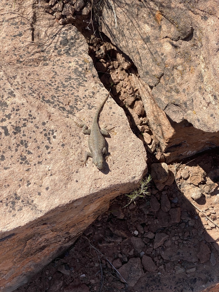 Plateau Fence Lizard from Colorado National Monument, Glade Park, CO ...
