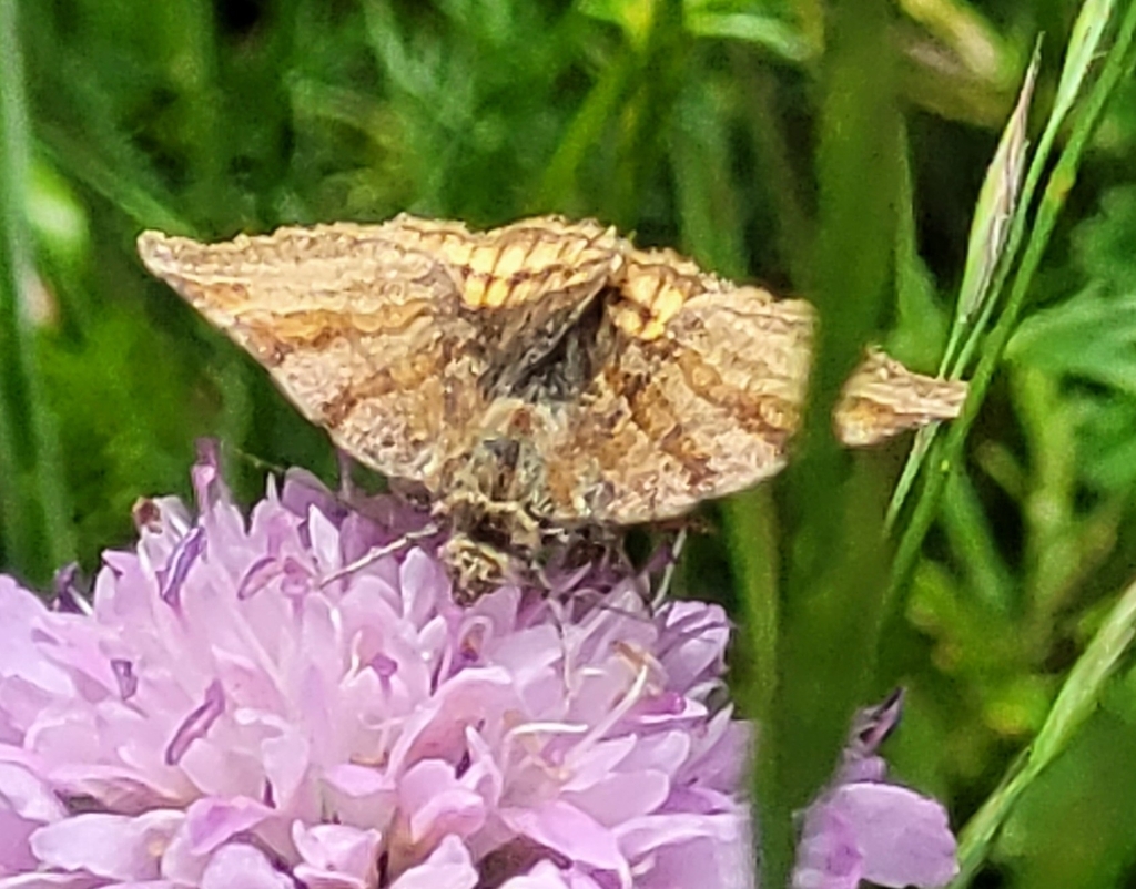 Burnet Companion in May 2023 by petitpandarouge · iNaturalist