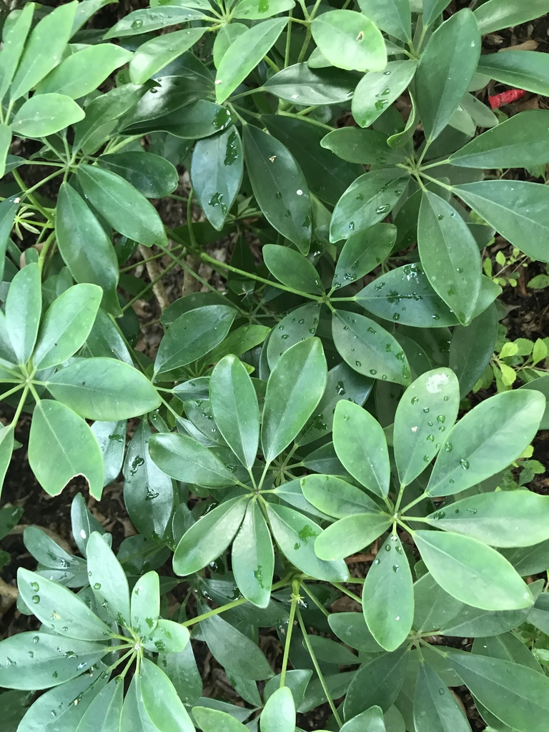 Miniature umbrella tree from 39 Tai Hong Street, Sai Wan Ho, Hong Kong ...