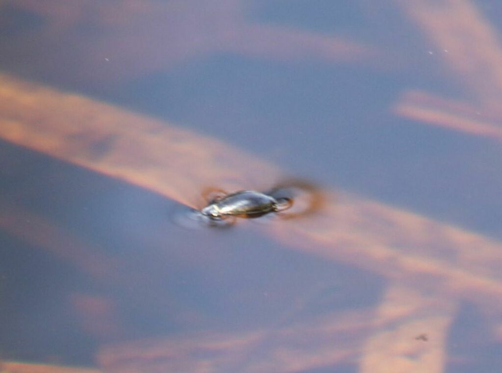 Gyrinus from Ojibway Trail, ON, Canada on May 08, 2023 at 05:15 PM by ...