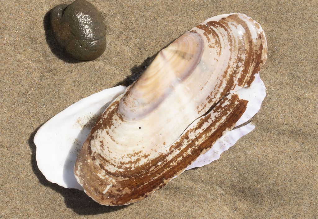 Pacific Razor Clam from Tillamook County, OR, USA on May 09, 2023 at 05 ...