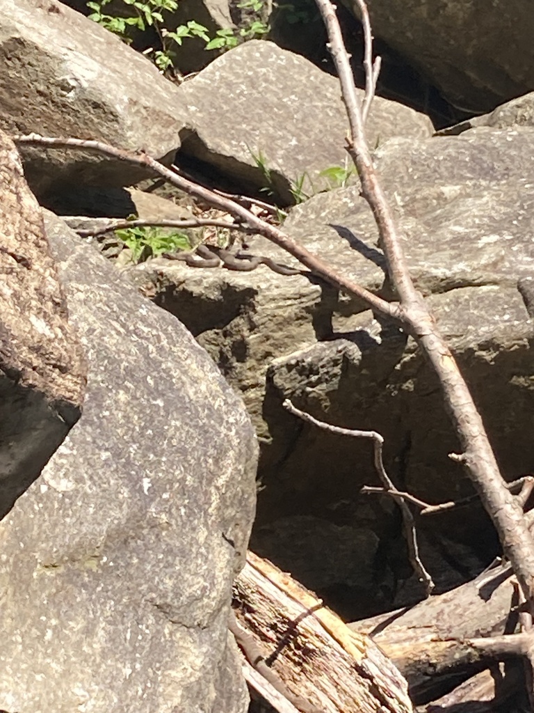 Watersnakes from Chimney Rock at Chimney Rock State Park, Lake Lure, NC ...