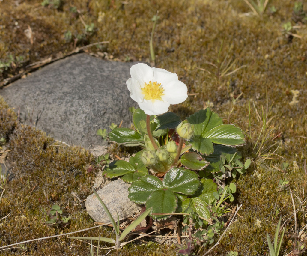 beach strawberry from Cape Meares, OR 97141, USA on May 09, 2023 at 05: ...