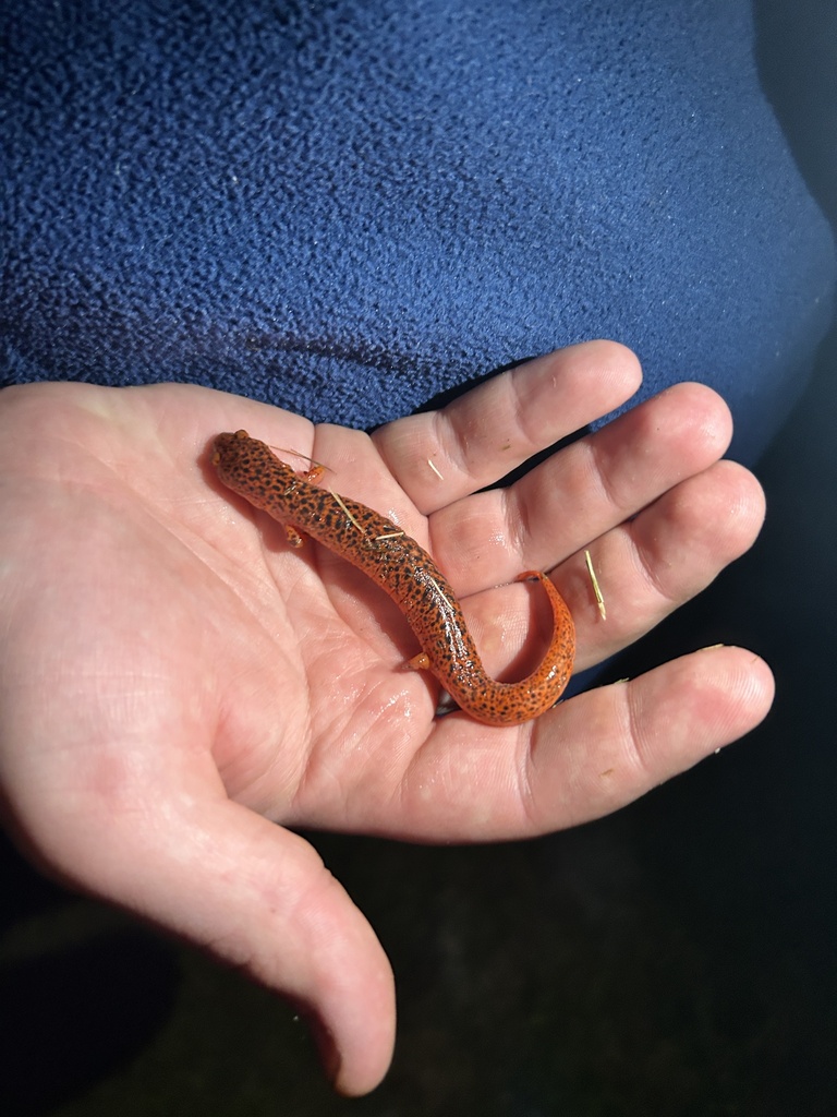 Red Salamander from Bamboo Rd, Boone, NC, US on May 5, 2023 at 10:01 PM ...