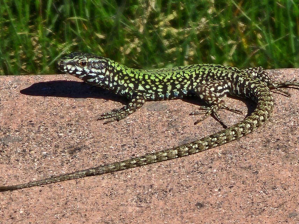 Common Wall Lizard from Victoria, BC V9C 1R9, Canada on May 13, 2023 at ...