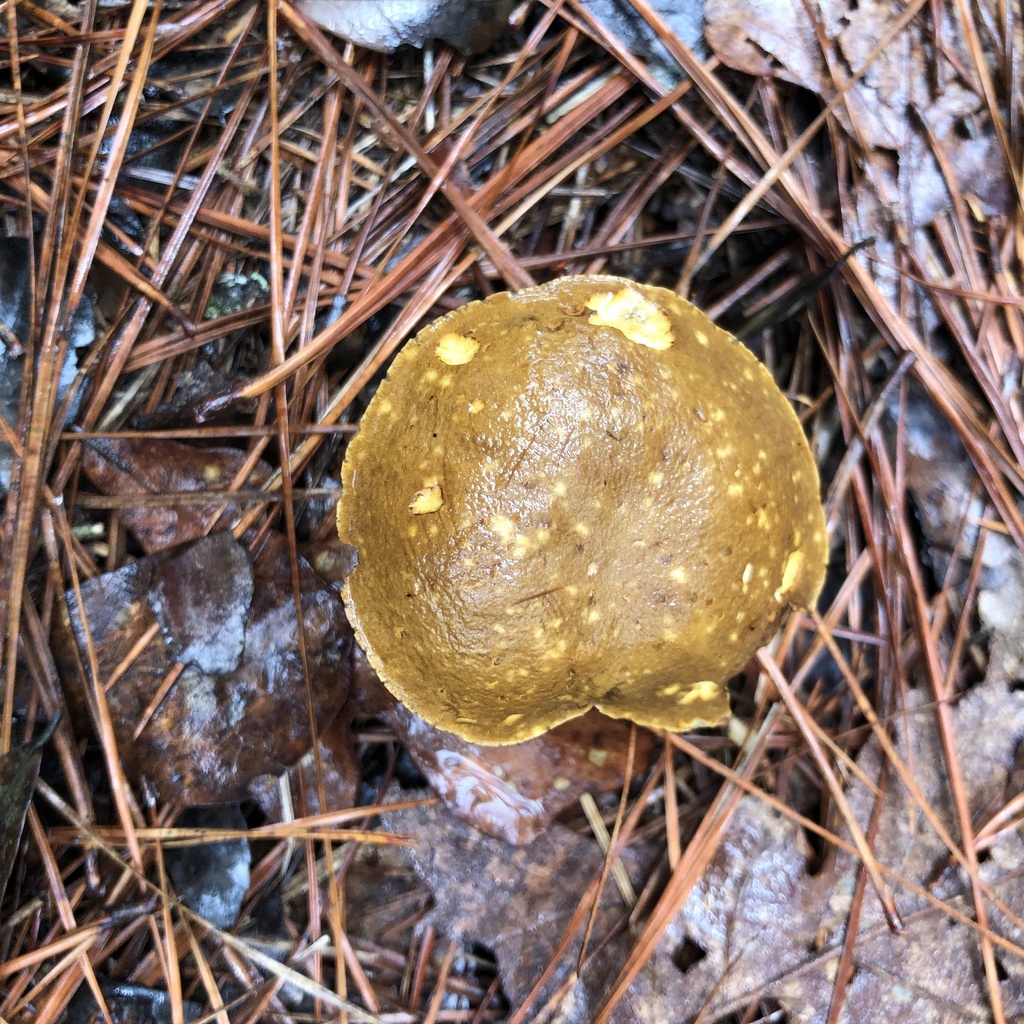 boletes from Porter Rd, KC Estates, TX, US on May 13, 2023 at 01:33 PM ...