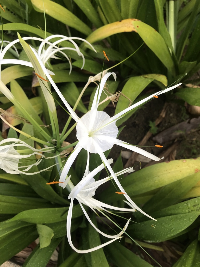Beach Spider Lily from Putrajaya Lake, Putrajaya, Putrajaya, MY on May ...