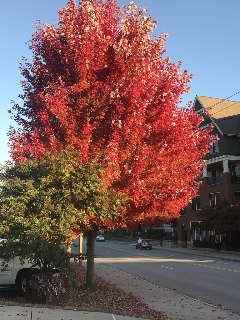 Freeman's Maple from 411 Winslow Pointe Dr, Greenville, NC, US on ...