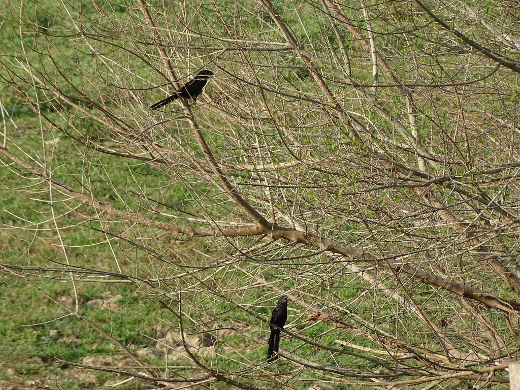 Garrapatero pijuy desde San Marcos, Sucre, Colombia el 13 de mayo de ...