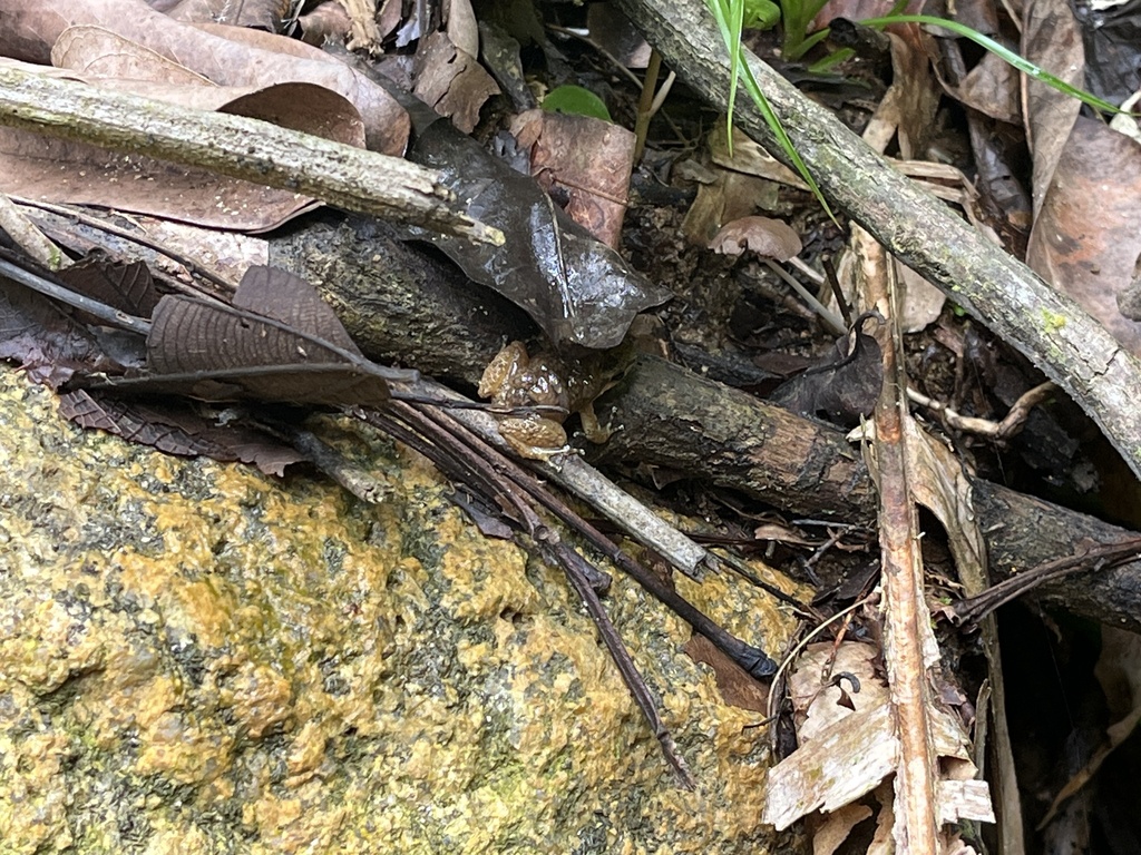Poison Frogs from Tarazá, CO-AN, CO on May 13, 2023 at 09:32 AM by Ana ...