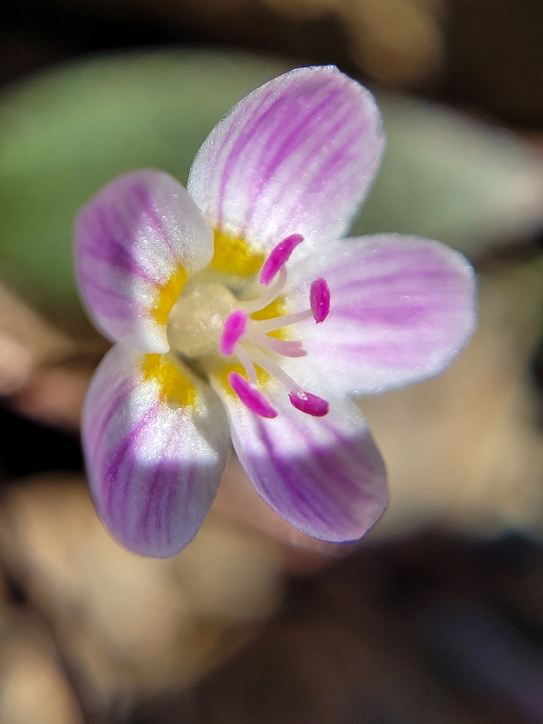 Claytonia sect. Claytonia from Grants Pass, OR 97527, USA on May 13 ...