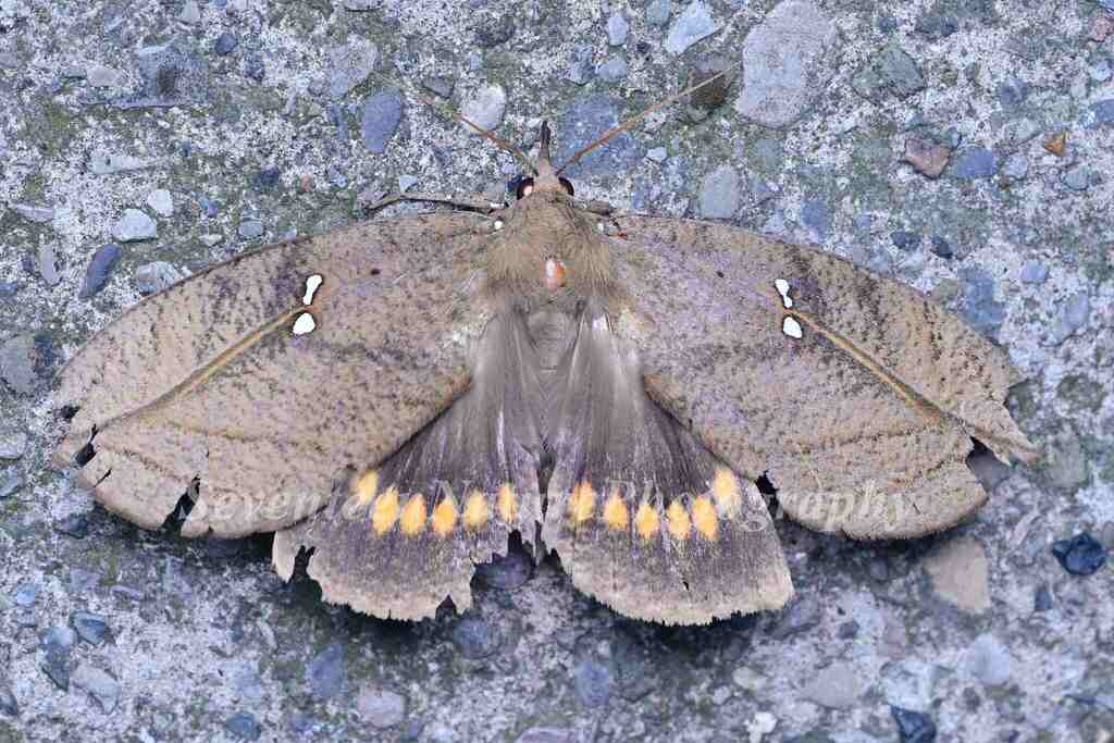 Xylophylla punctifascia from 中国湖北省宜昌市长阳土家族自治县 on May 2, 2023 at 08:58 ...