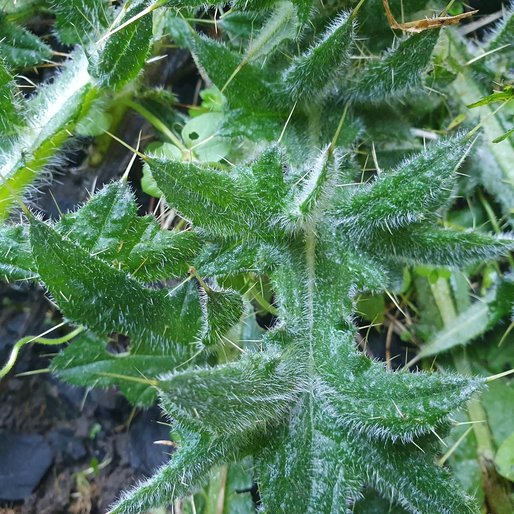 Bull Thistle from Wonthaggi VIC 3995, Australia on May 14, 2023 at 11: ...