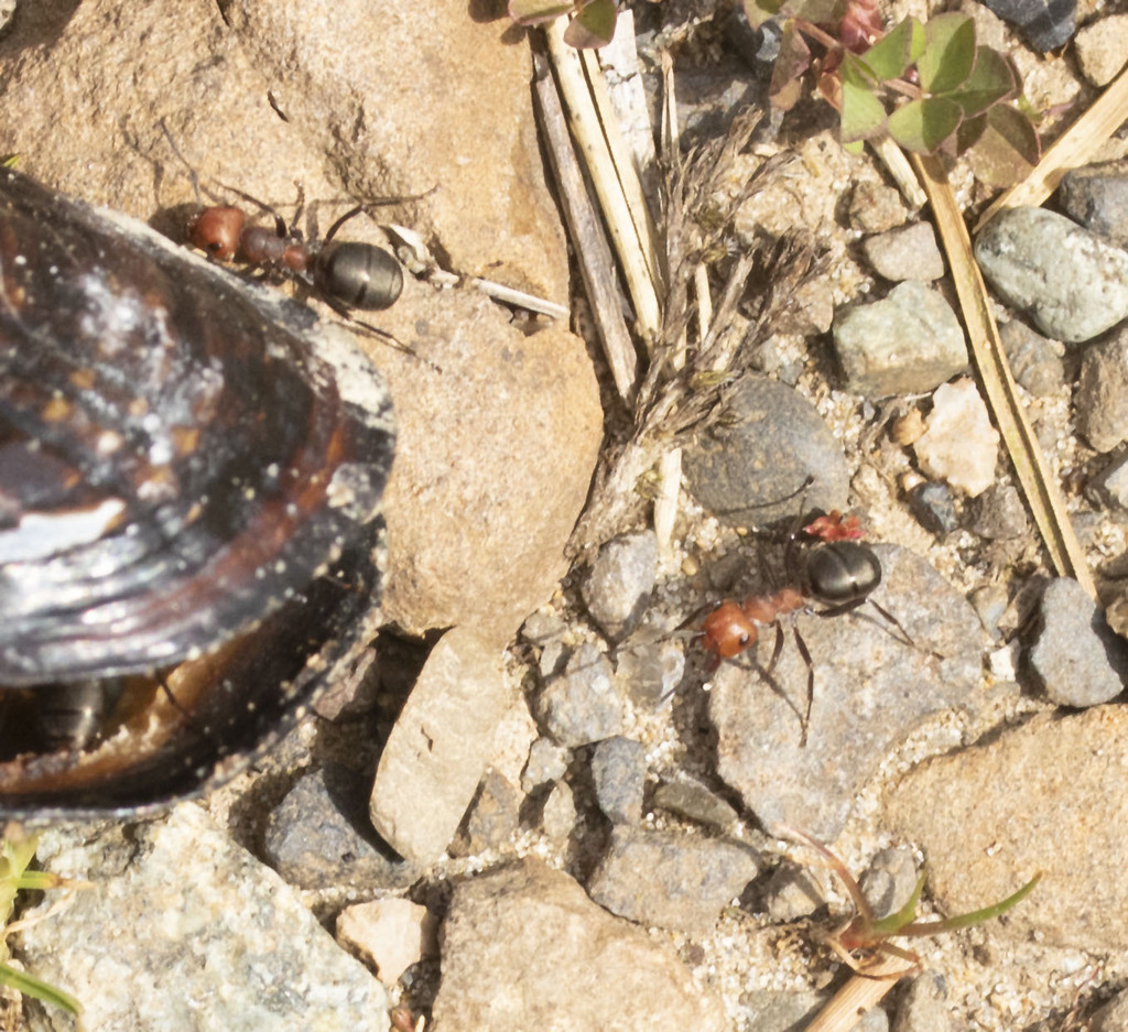 Western Thatching Ant from Cape Meares, OR 97141, USA on May 09, 2023 ...