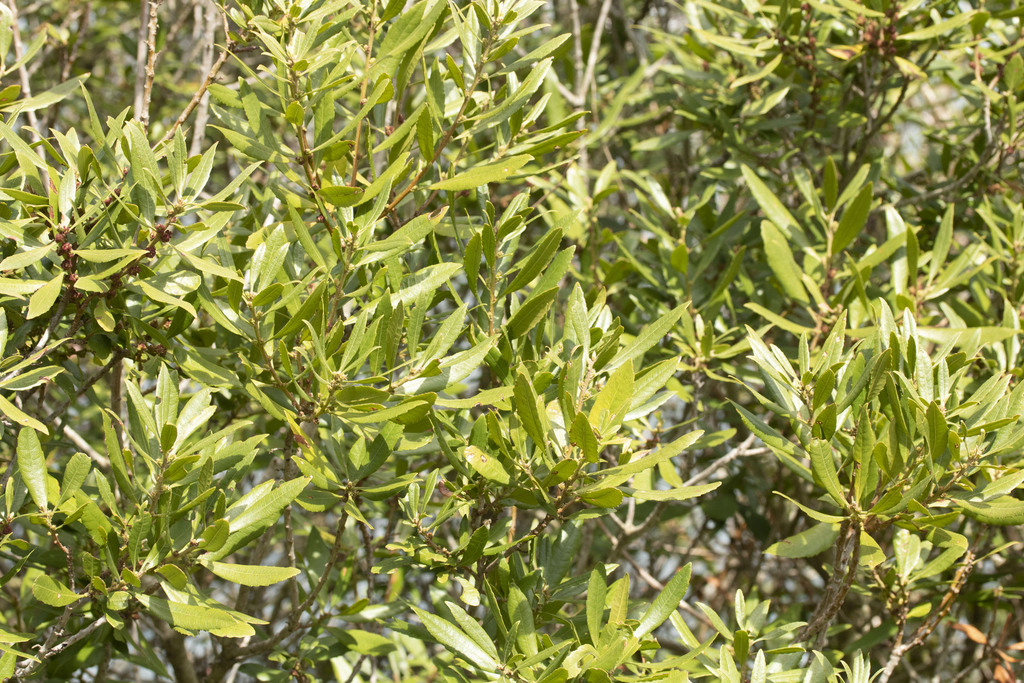 Pacific Wax myrtle from Cape Meares, OR 97141, USA on May 09, 2023 at ...