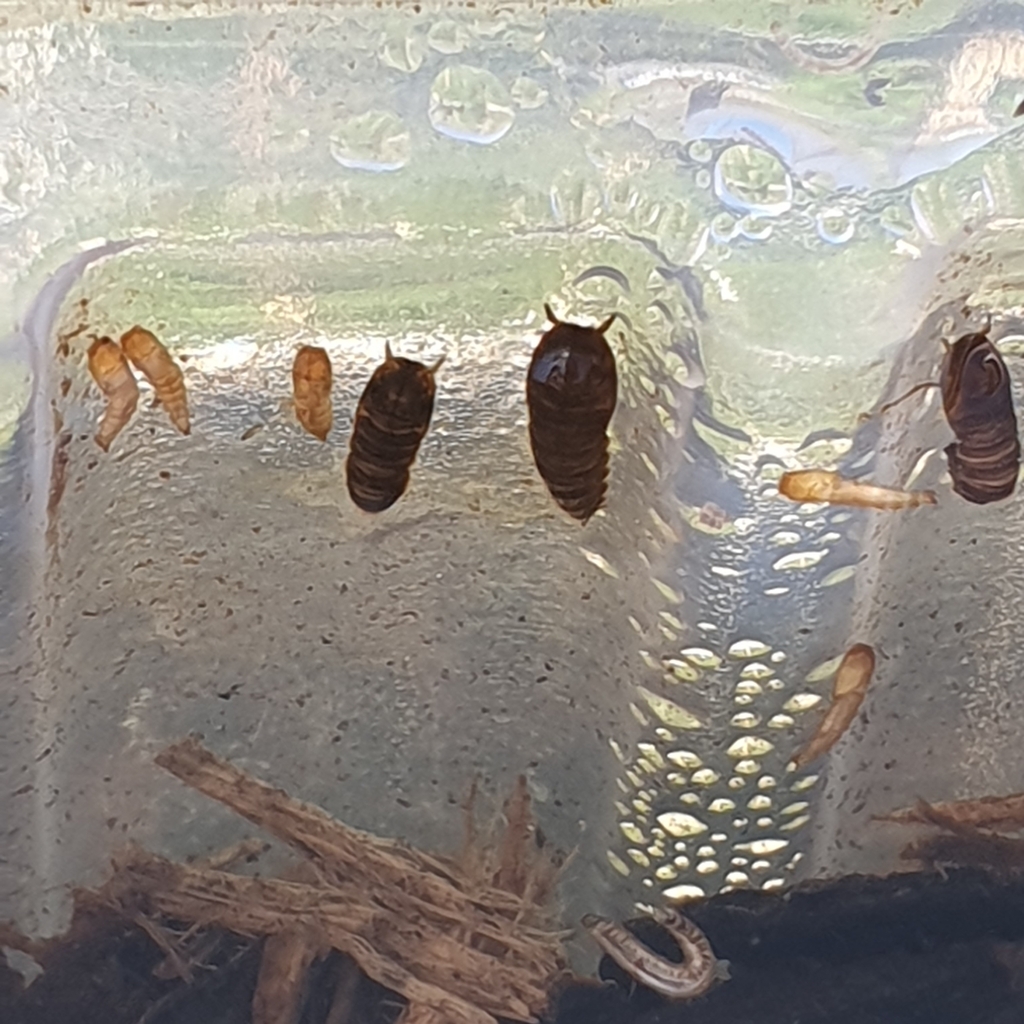 Mosquitoes and Midges from Wonthaggi VIC 3995, Australia on April 30 ...