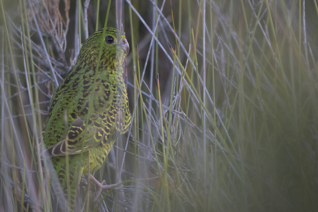 Eastern Ground Parrot in January 2018 by Jono Dashper · iNaturalist