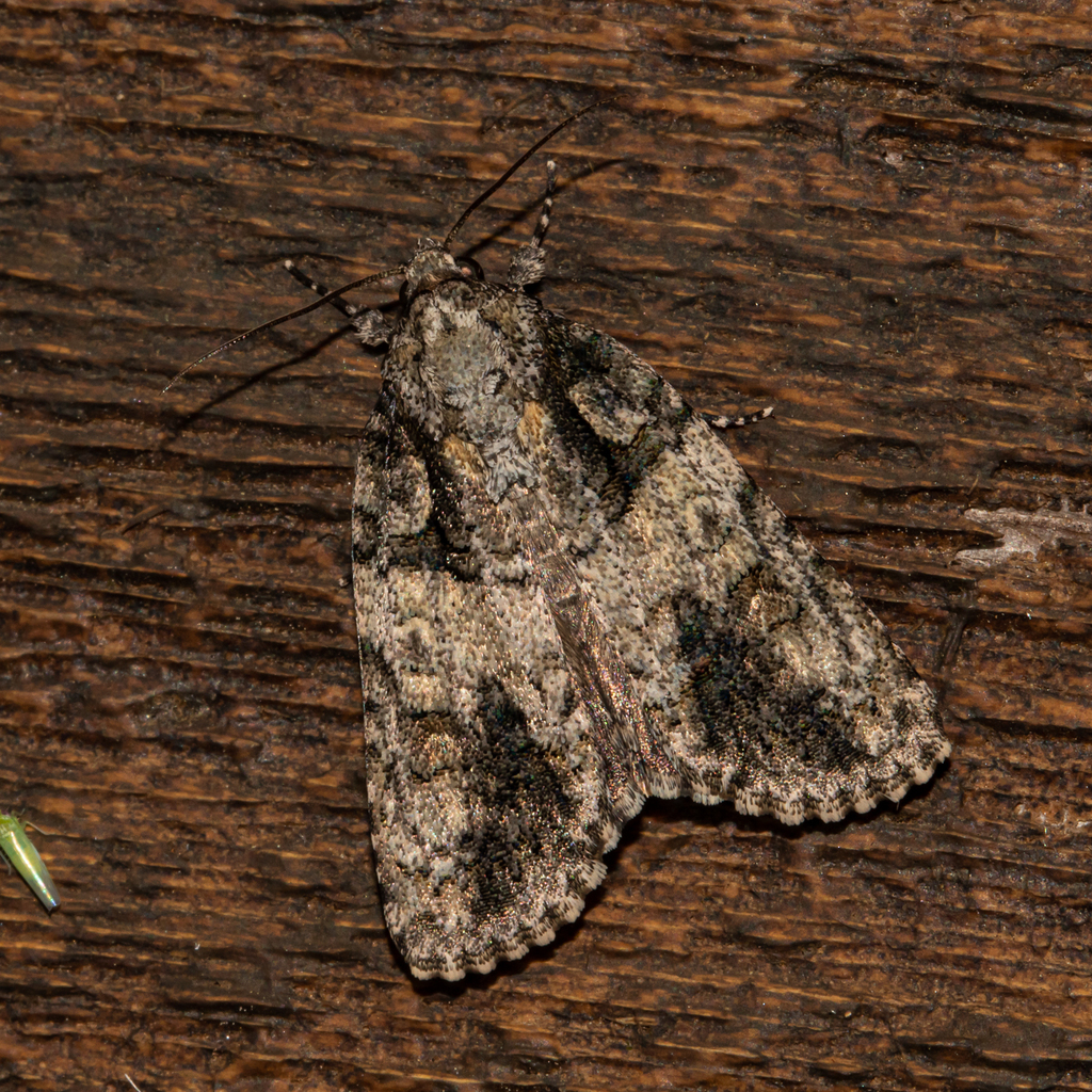 Eclipsed Oak Dagger from Anne Arundel County, MD, USA on May 12, 2023 ...