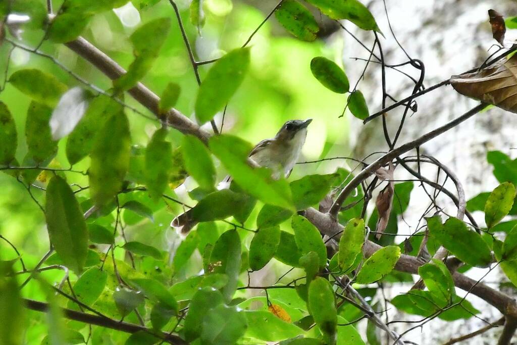 Moustached Babbler from Pahang, Malaysia on May 1, 2023 at 11:01 AM by ...