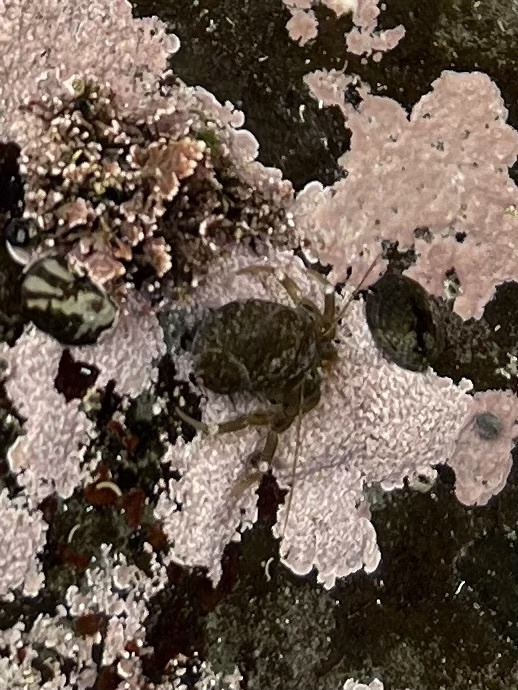 Pagurus from North Pacific Ocean, WA, US on May 08, 2023 at 11:14 AM by ...