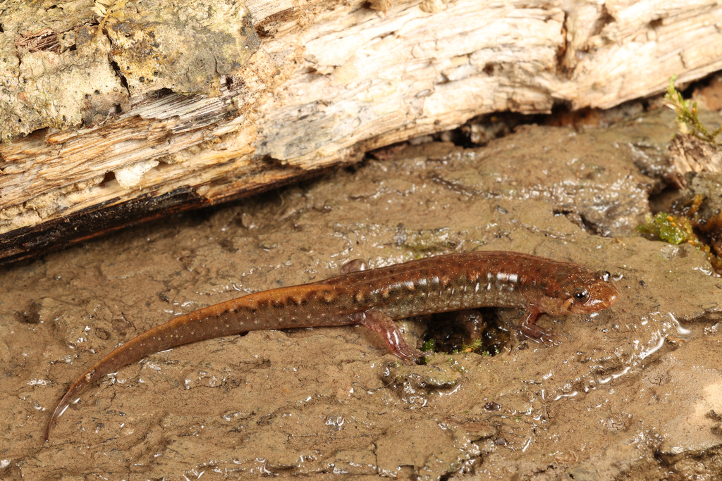 Wolf Dusky Salamander in May 2023 by captainjack0000. Per conversation ...