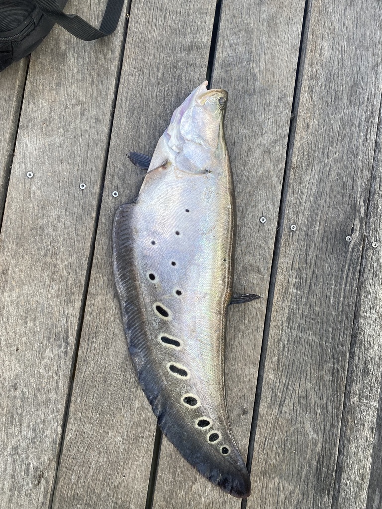 Clown Knifefish in May 2023 by notopteridae. 24.9” · iNaturalist