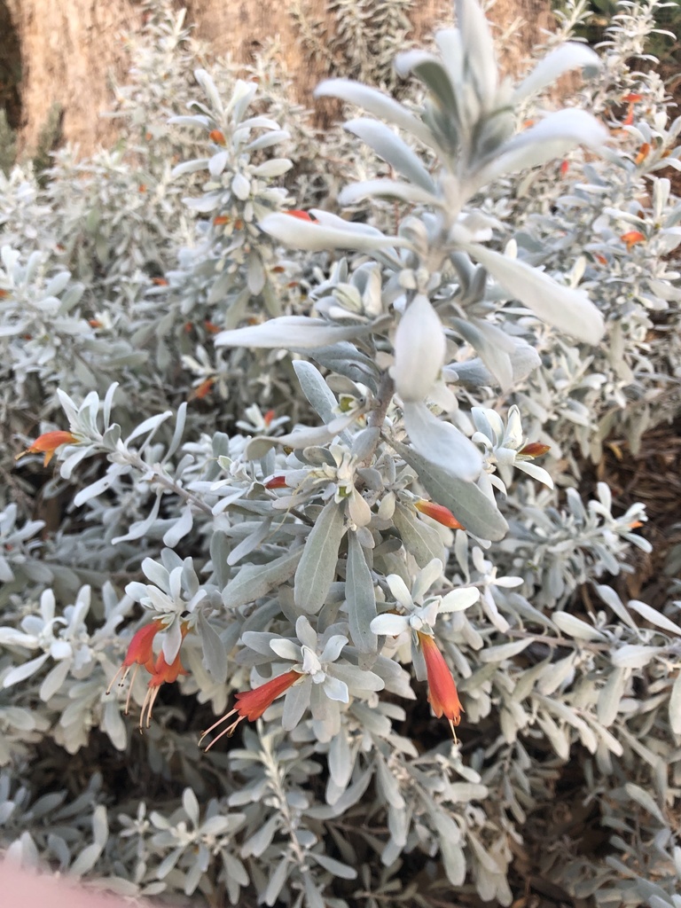 Common Emu-Bush from Sawley Cl, Golden Bay, WA, AU on May 13, 2023 at ...