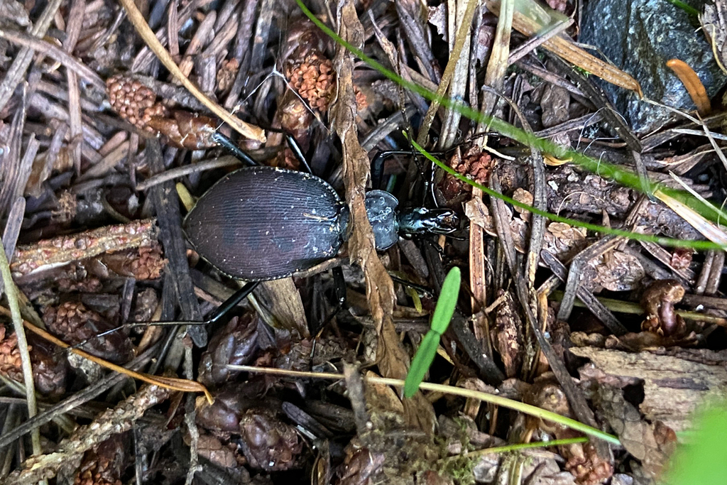 Narrow-collared Snail-eating Beetle from Island County, WA, USA on May ...