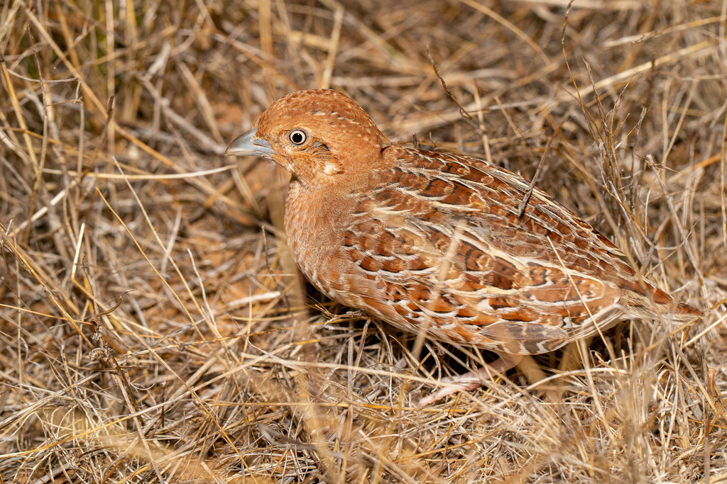 Little Buttonquail in March 2018 by Jono Dashper · iNaturalist
