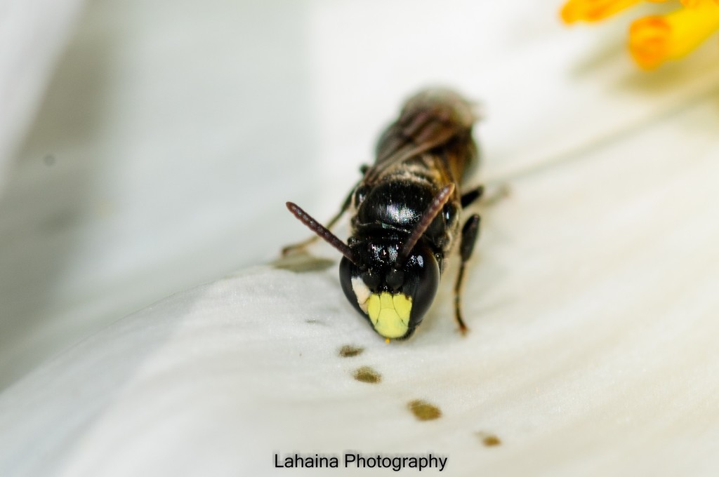 Anthricinan Yellow-faced Bee on August 19, 2014 at 07:43 PM by Jason ...