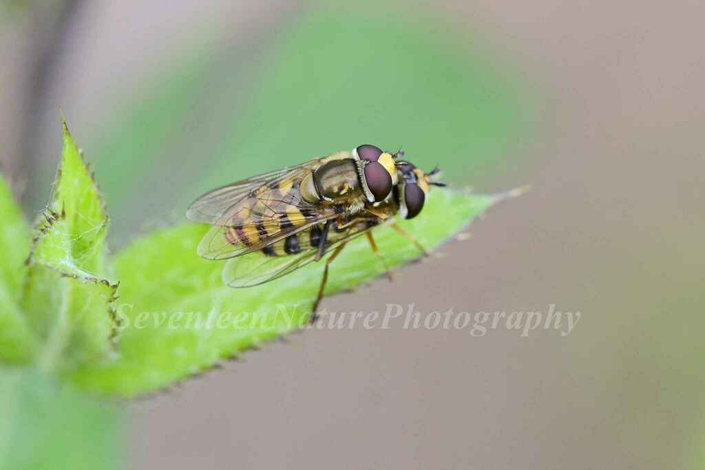 Migrant Hover Fly from 中国南京市玄武区 on May 8, 2023 at 05:05 PM by 石柒 ...