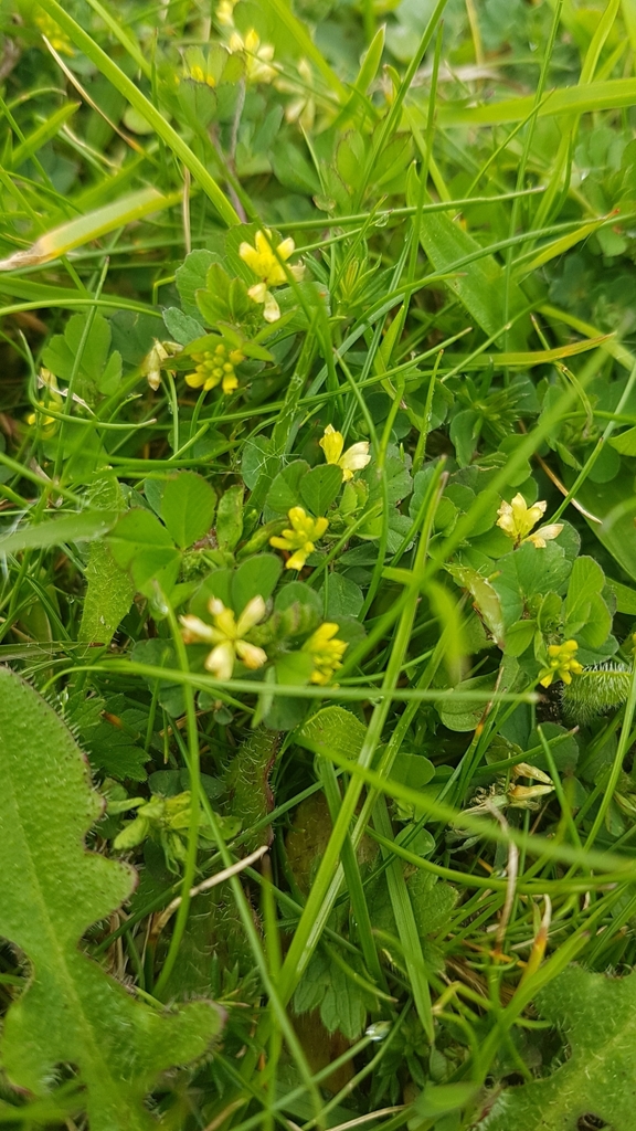 Lesser hop trefoil from Sainsburys, Bude EX23 8ND, UK on May 14, 2023 ...
