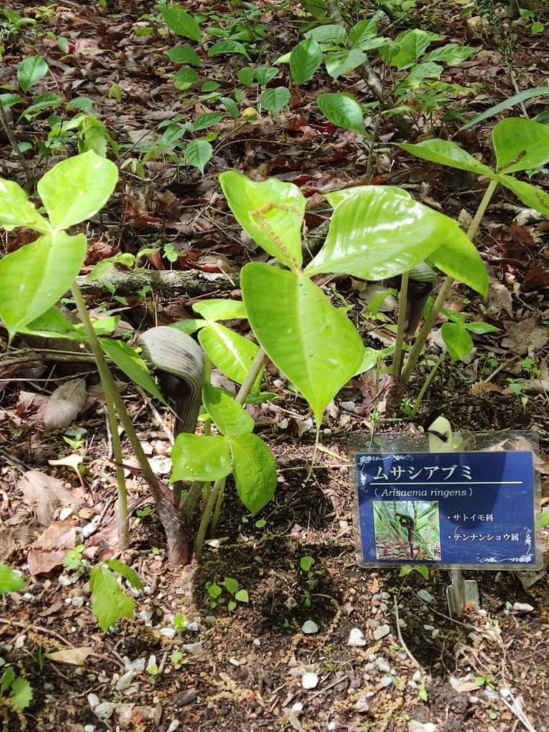 Japanese cobra lily from 709 Muraokaku Wachi, Kami, Mikata District ...