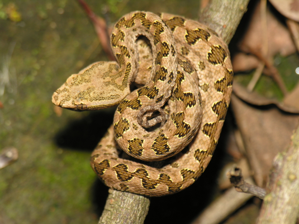 Taiwanese Habu from 112台灣台北市北投區復興三路312號 on September 05, 2006 at 07:59 ...