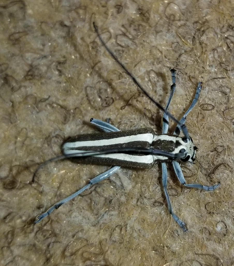 Round-headed Apple Tree Borer from Fentress County, TN, USA on May 13 ...