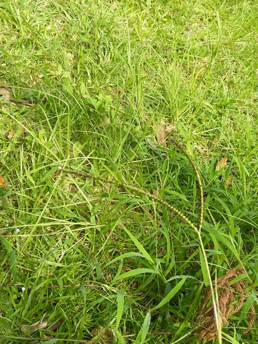 Brizanta (Brachiaria brizantha)