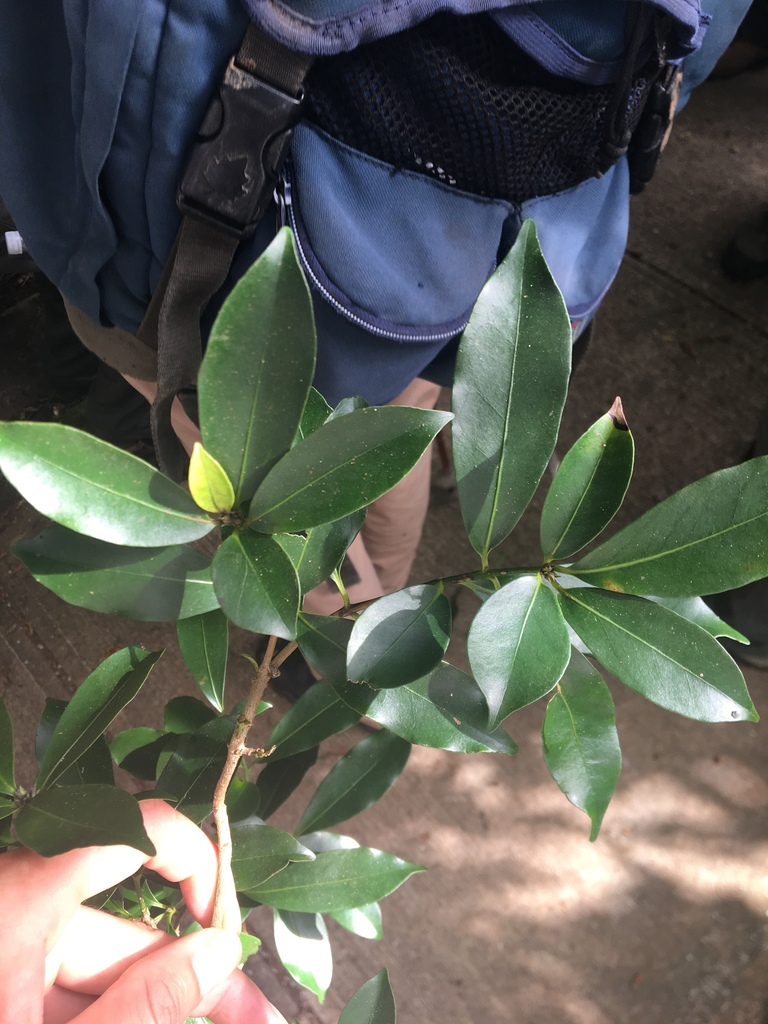 Guapira costaricana from Parque Nacional Rincón De La Vieja, Liberia ...
