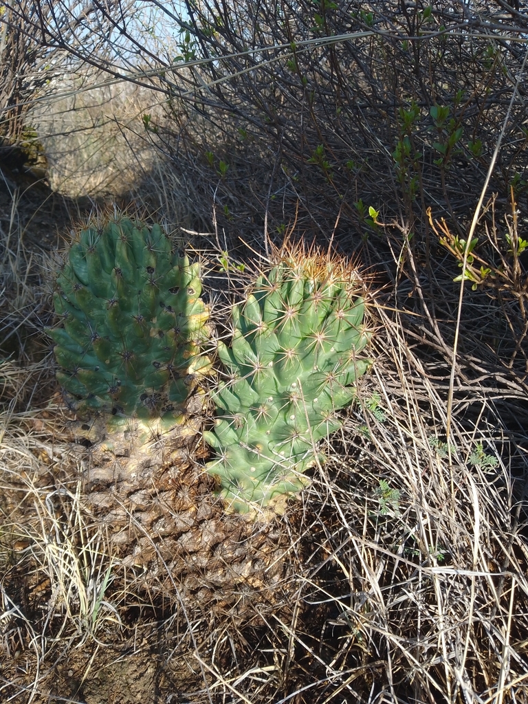 Coryphantha octacantha from Dos Carlos, Pachuca, Hgo., México on May 14 ...