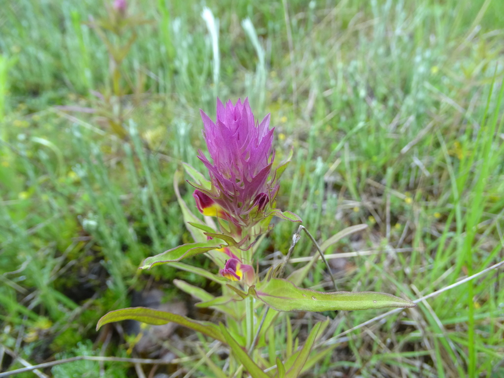 Field Cow-wheat from Les Marais, 69330 Lyon, France on May 14, 2023 at 10:11 AM by ferlay myriam ...