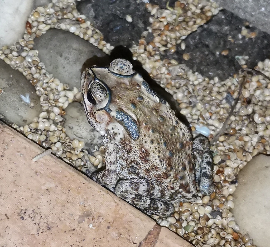 Asian Common Toad from Saphan Sung, Bangkok 10240, Thailand on May 14 ...